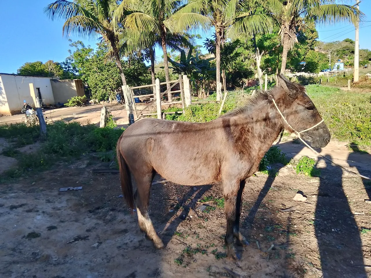 "uma mula" no Brasil