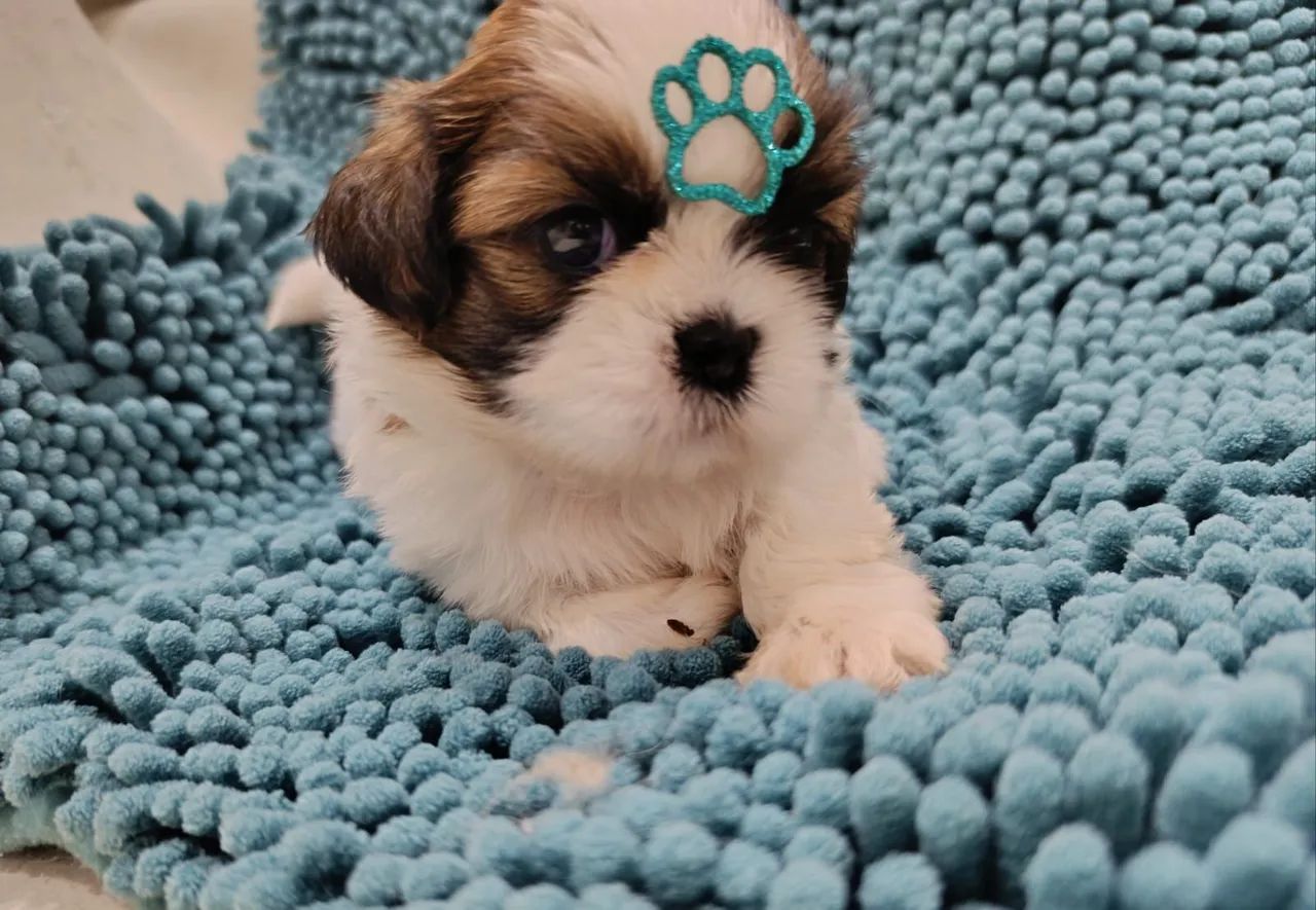 Shitzu puro macho - Cachorros - Mussurunga, Salvador 1442512761 | OLX