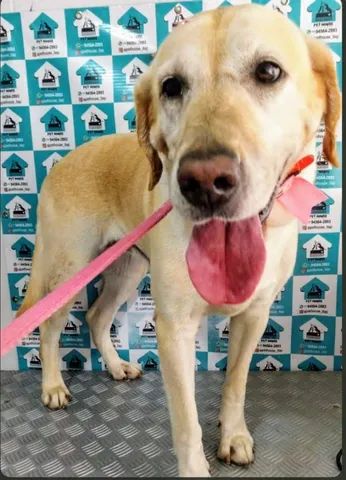 "labrador caramelo femea" no Brasil
