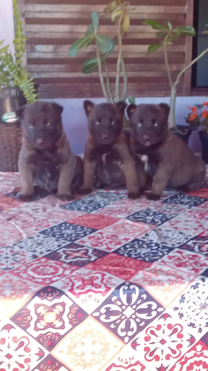 "mallinois" no Brasil