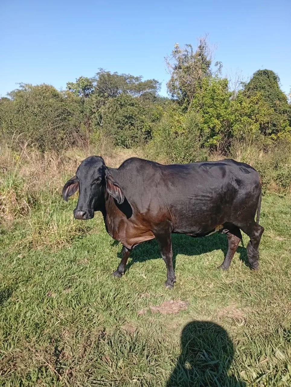 "vacas gir leiteiro" no Brasil