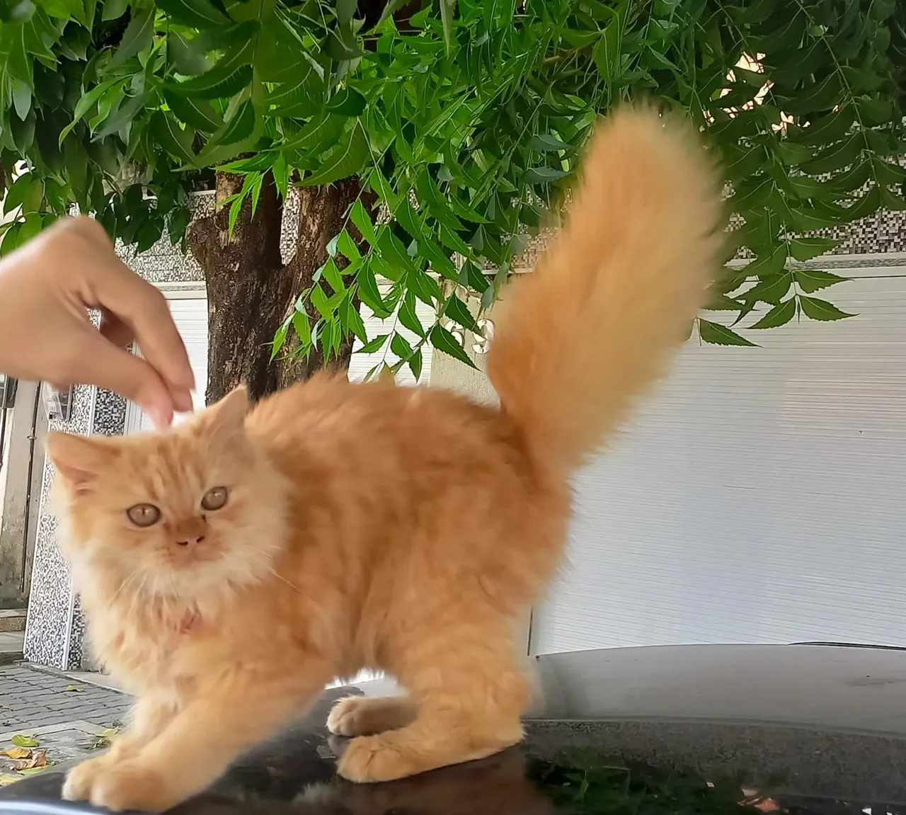 "gato laranja" - Gatos no Brasil