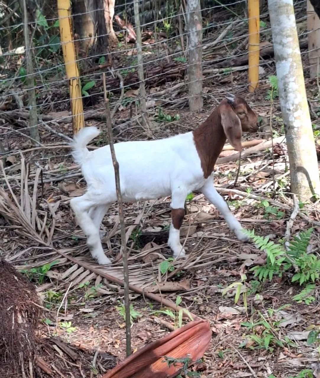Filhote de Cabra, Cabrito Boer Em parelheiros - Animais para ...