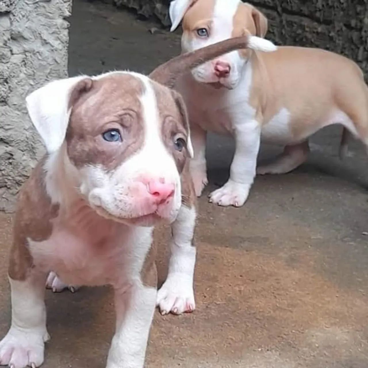 Vendo Filhotes de Pit Monsters com APBT - Cachorros - Alecrim, Natal ...