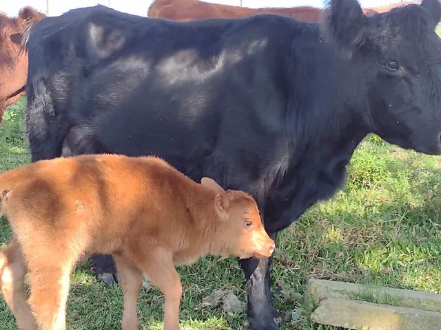 "bezerros red angus" no Brasil