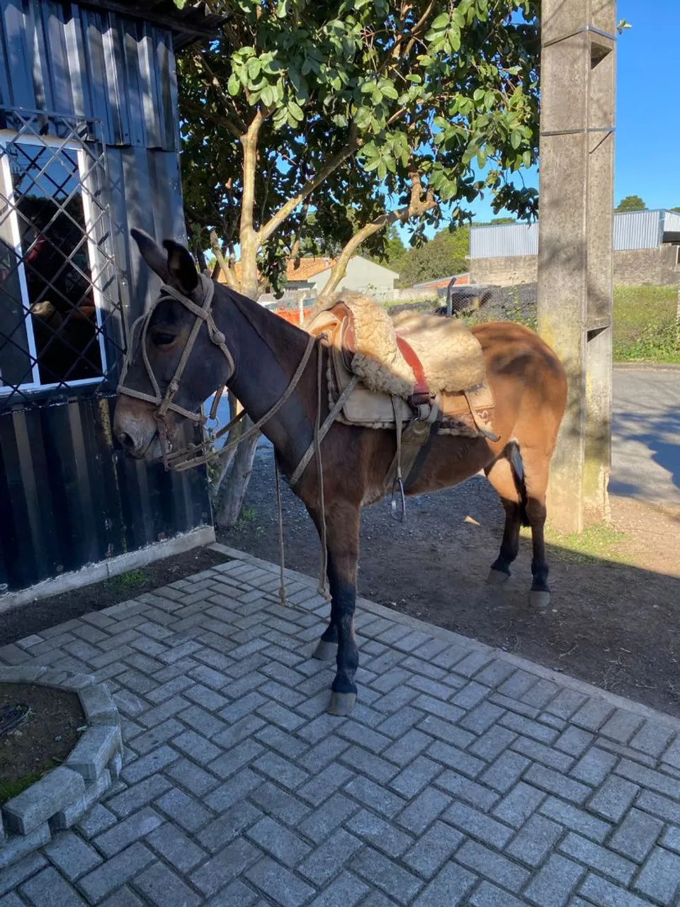 "uma mula" no Brasil