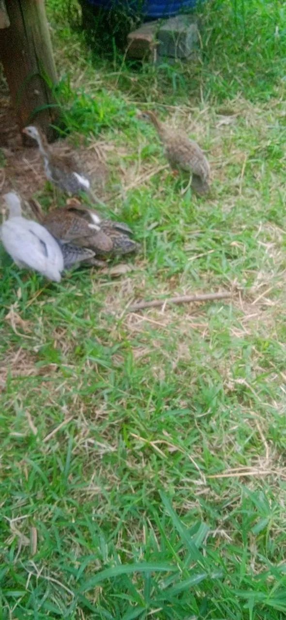 Angola - Animais para agropecuária - Umbará, Curitiba 1466427556 | OLX