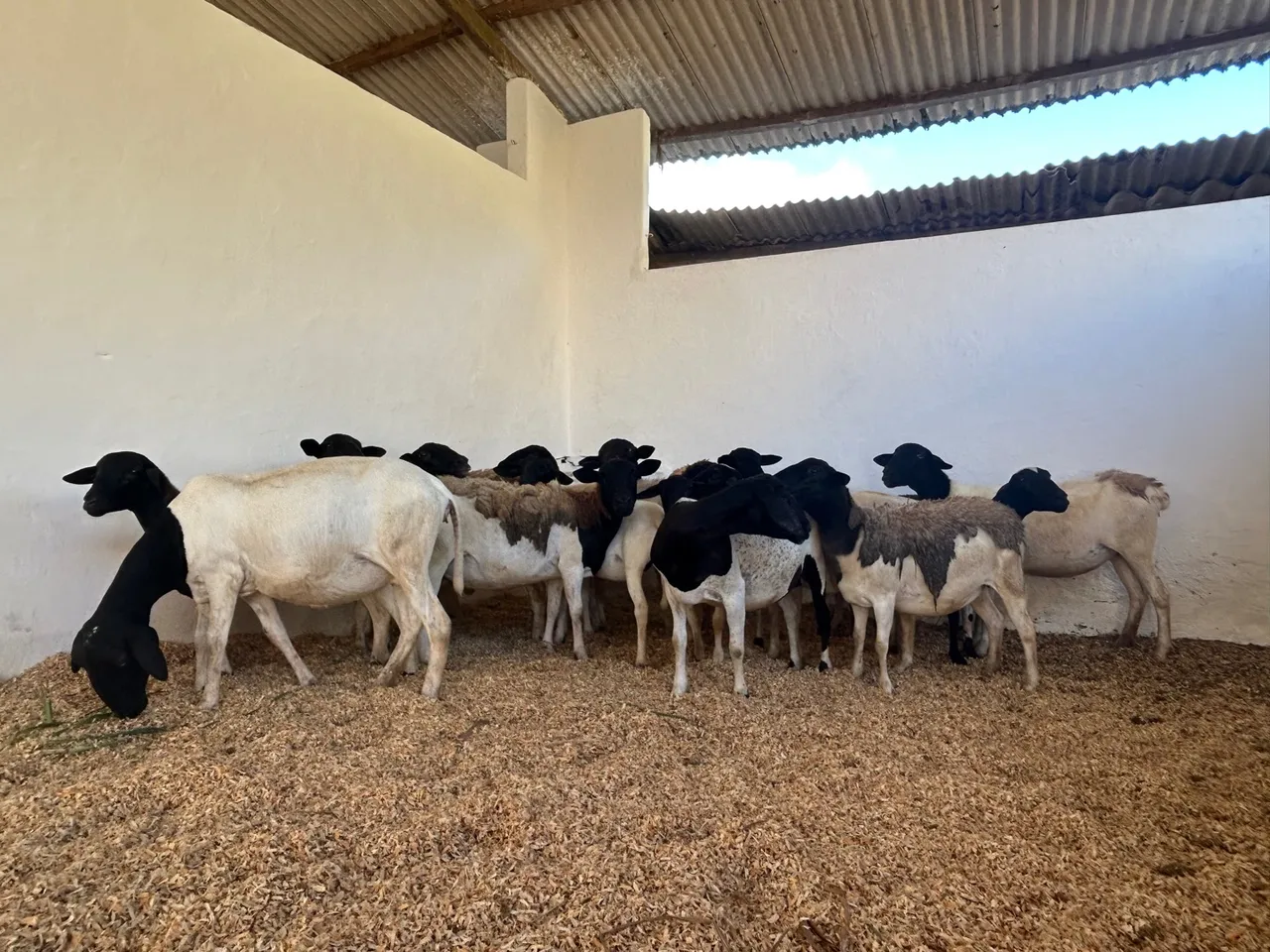 "carneiros dorper" no Brasil