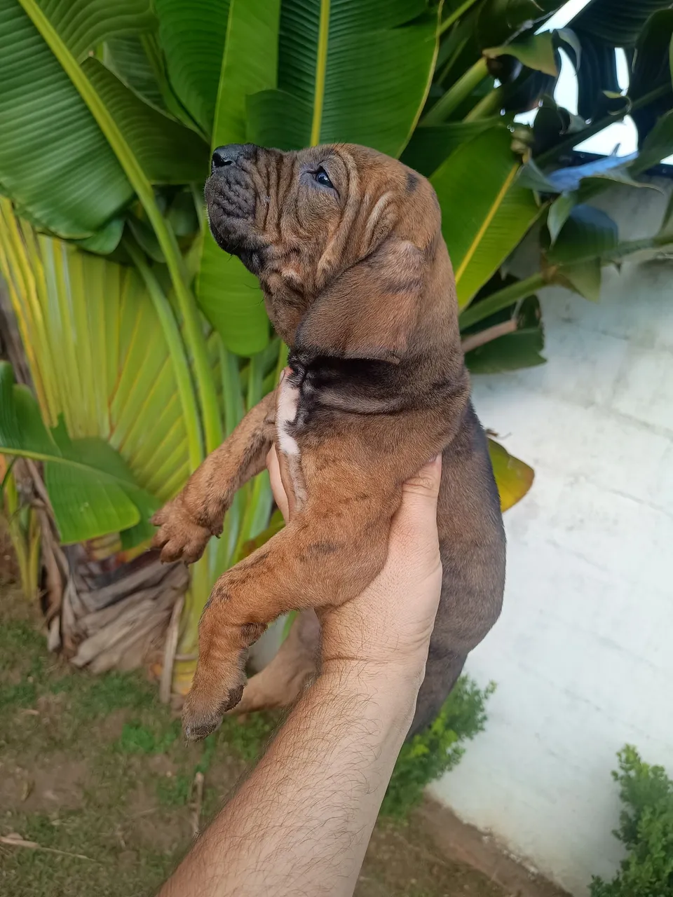 "fila brasileiros" no Brasil