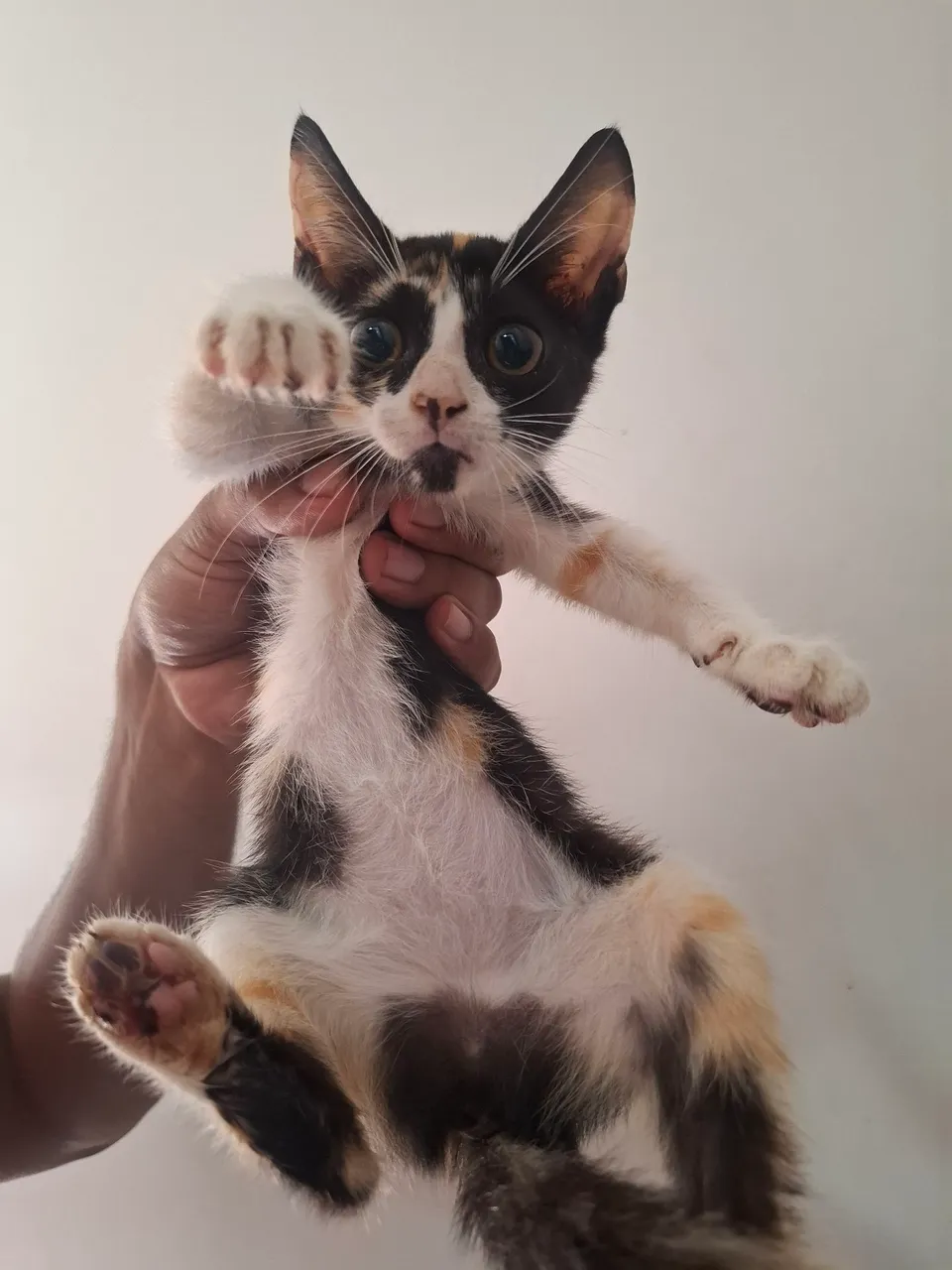"gata tricolor" - Gatos no Brasil