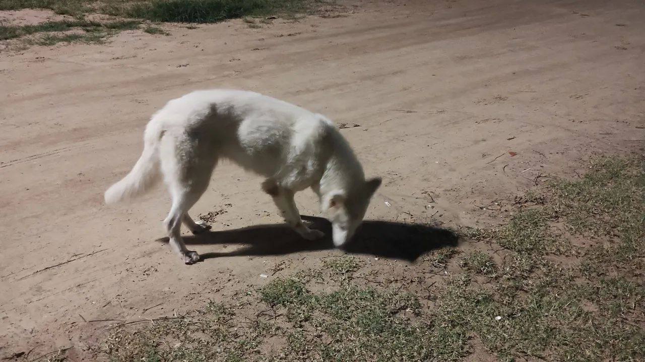 Pastor Branco ( pastor suíço ) - Cachorros - Cajueiro Seco, Jaboatão ...