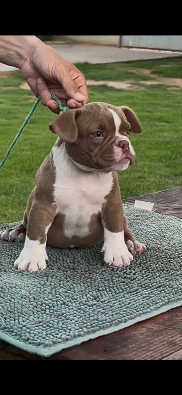 American Bully micro ? - Cachorros - Parque Araxá, Fortaleza 1505169160 ...