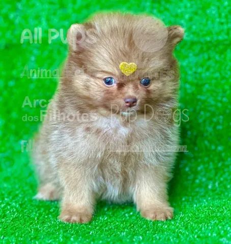 "spitz merle" no Brasil