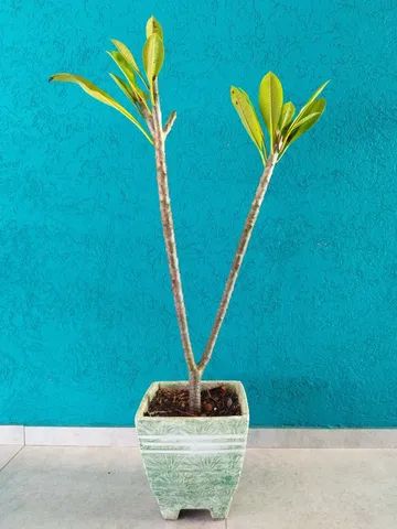 "jasmim planta" no Brasil