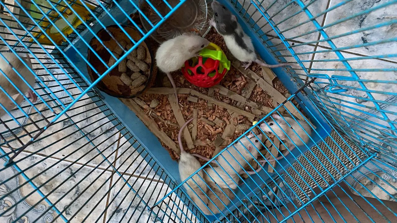 Ratos Twister (Fancy Rat) - Filhotes Dóceis e Selecionados | Pet de ...