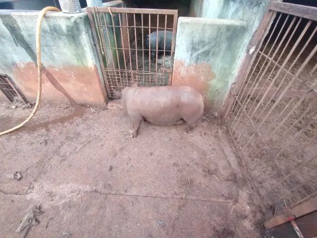 Animais para agropecuária em Goiás