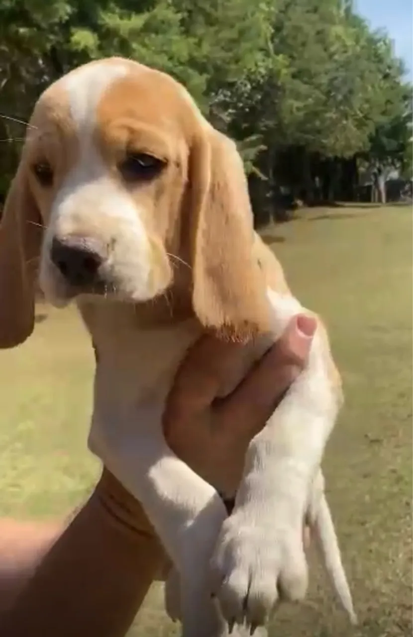 "filhotes de cachorros beagle" - Cachorros no Brasil
