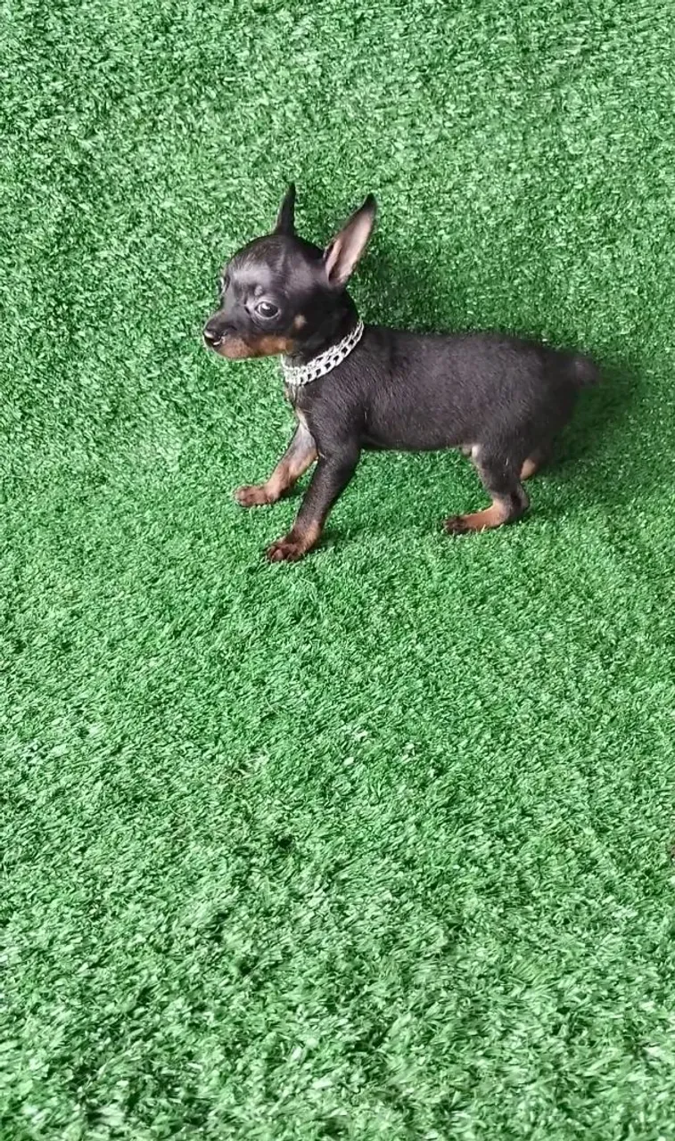 "filhote pinscher puro" - Cachorros no Brasil