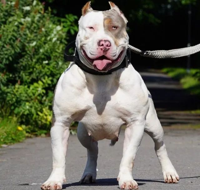 "pit monster canil" no Brasil