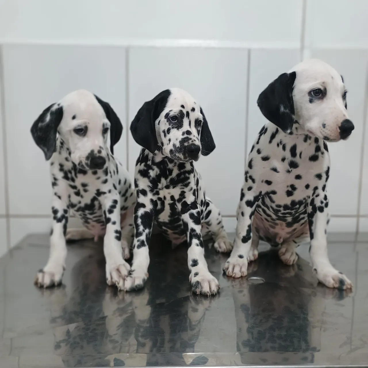 "cachorros dalmatas" - Cachorros no Brasil