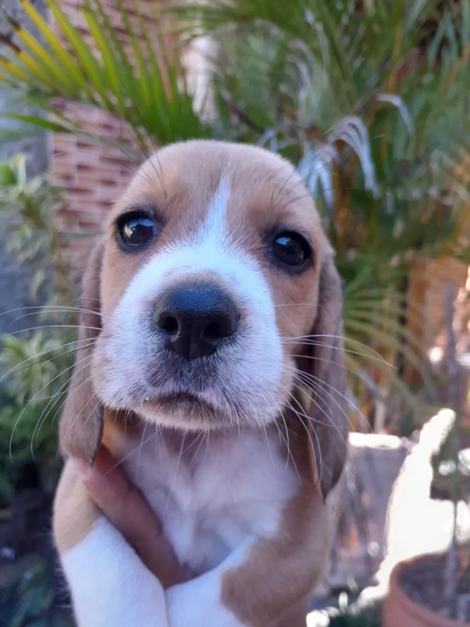 "filhotes de cachorros beagle" - Cachorros no Brasil