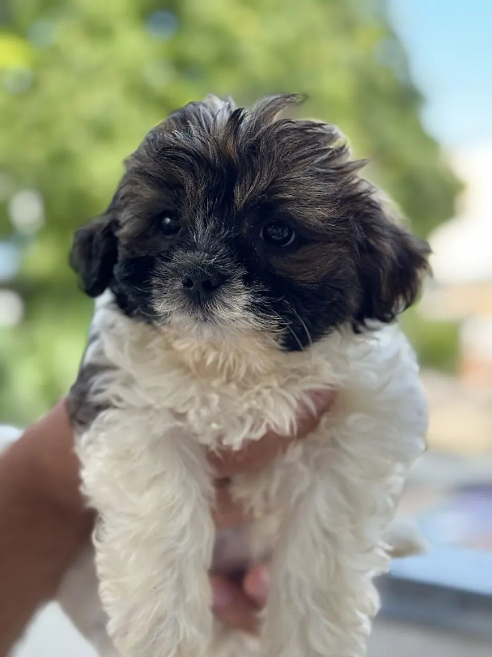 Filhote Lhasa Apso FEMIA - Pronto para ir para o novo lar ...