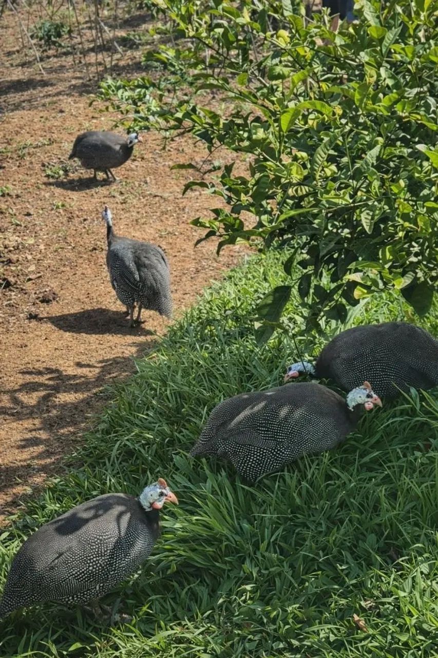 Galinha Dangola, Cocá, Guiné - Animais vermifugados, vacinados de ótima ...