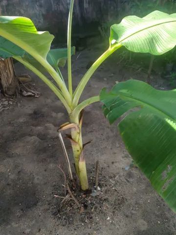 "banana pacovan" no Brasil