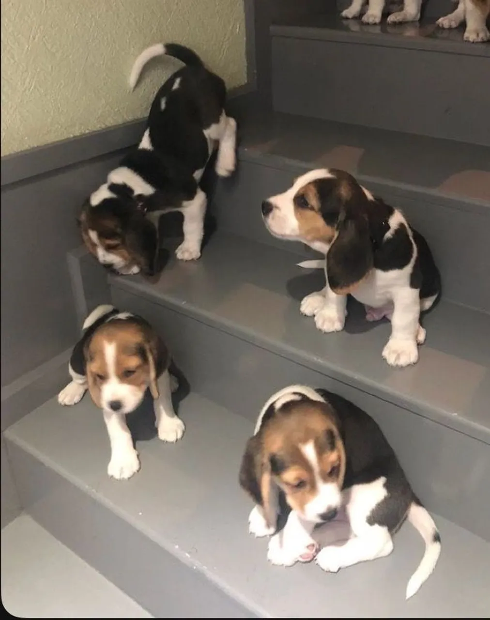 "filhotes de cachorros beagle" - Cachorros no Brasil