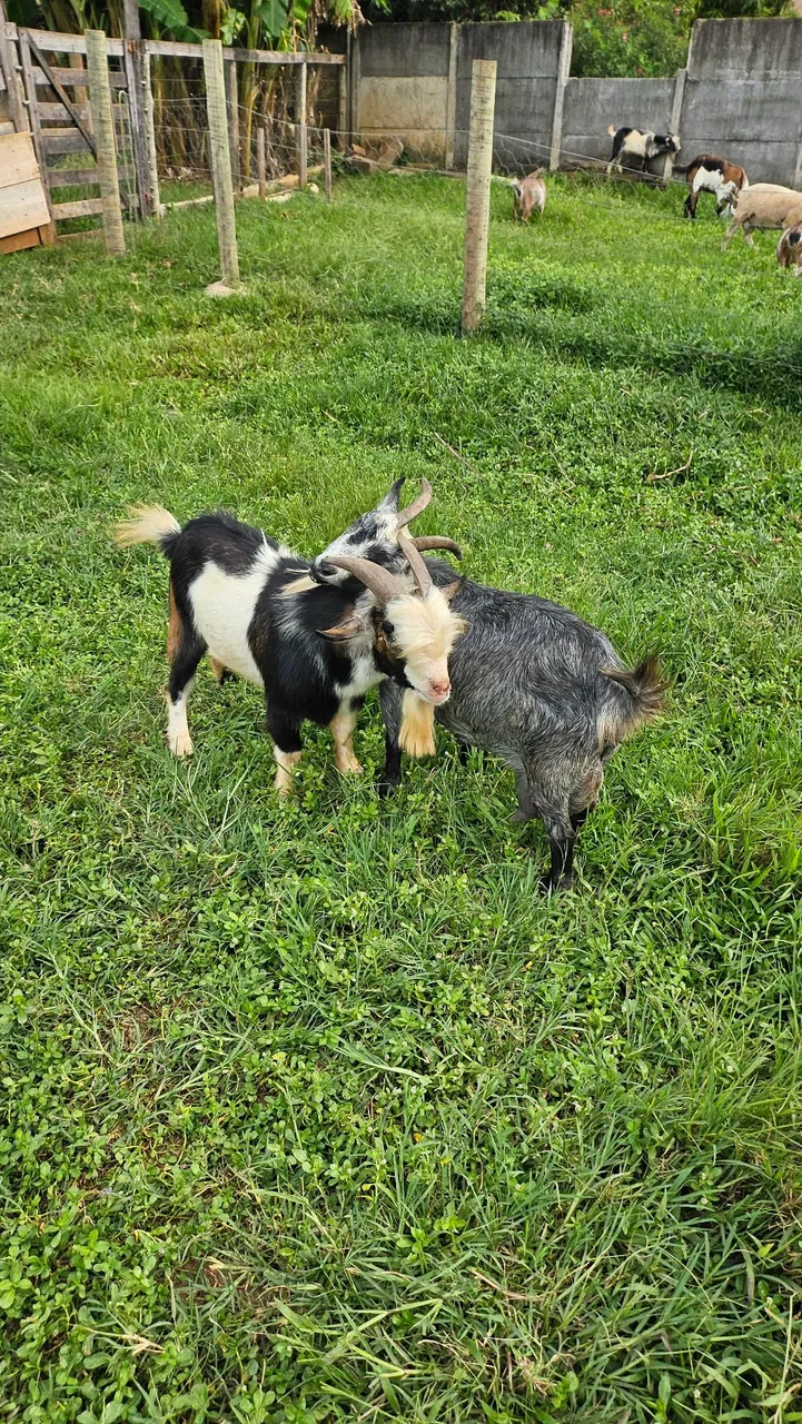 "mini cabras" no Brasil