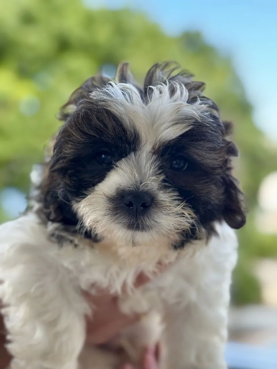 Filhote Lhasa Apso FEMIA - Pronto para ir para o novo lar ...