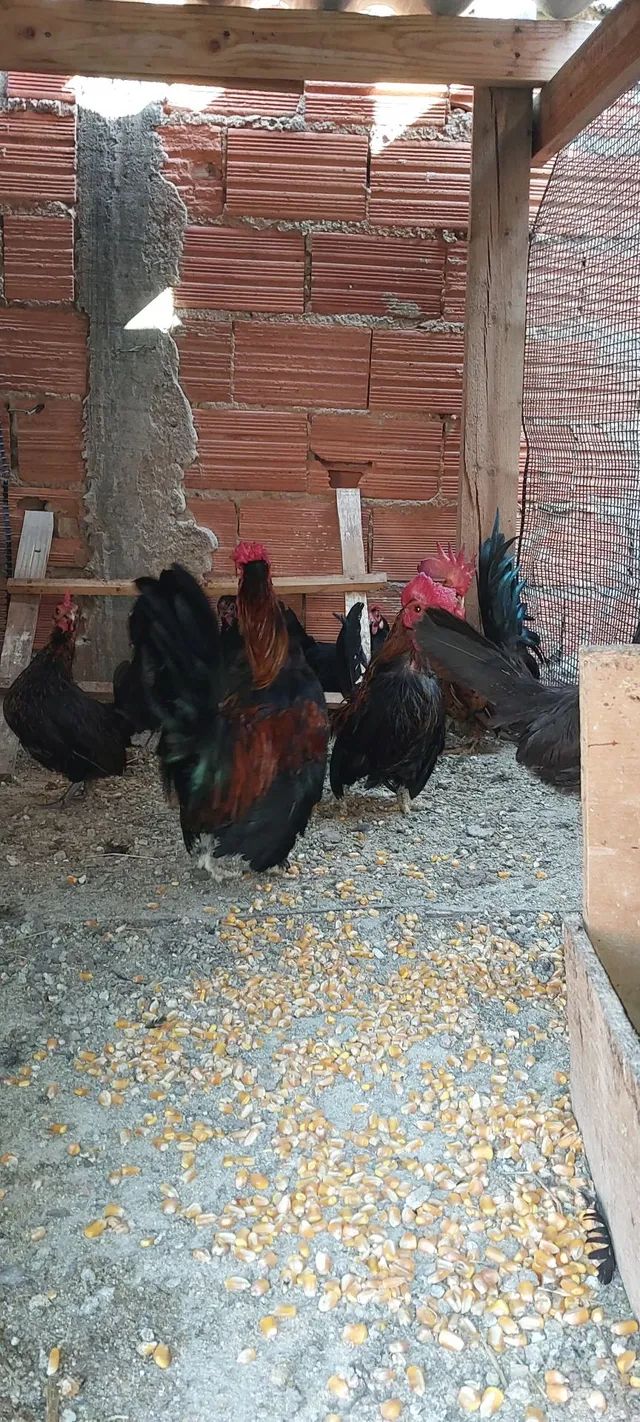 "galinhas garnizes" no Brasil