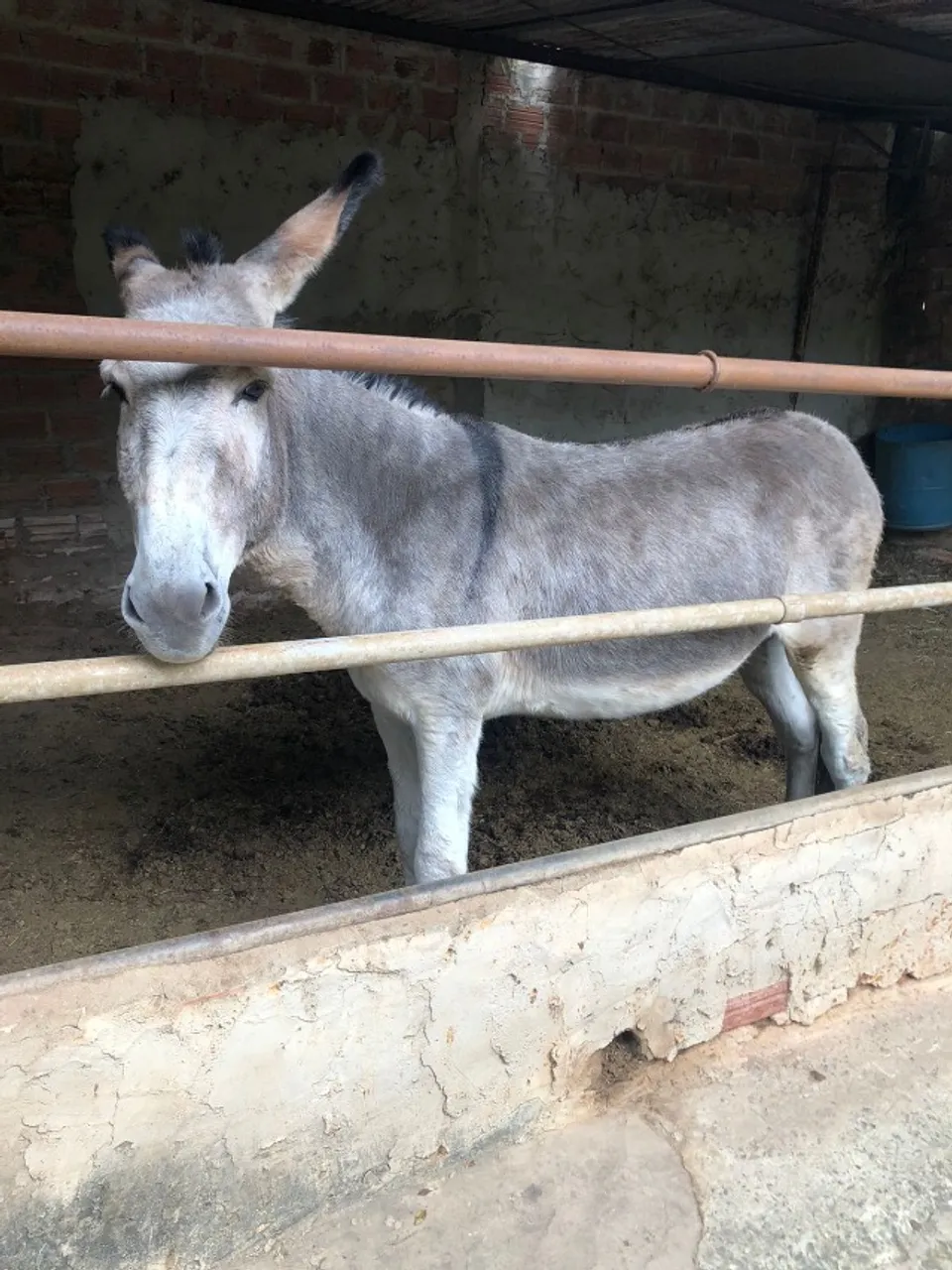 "jumentos" no Brasil