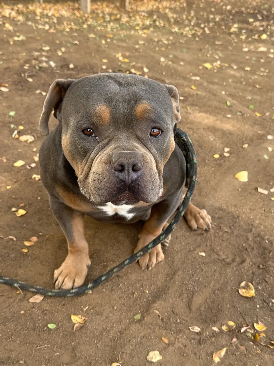 "cachorro american bull" - Cachorros no Brasil