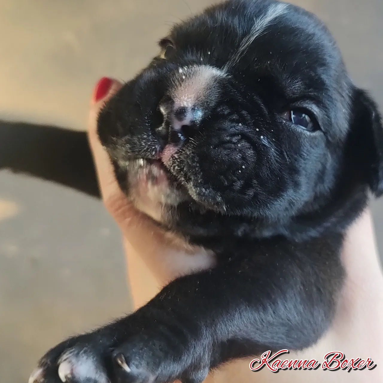 "filhotes de boxer" - Cachorros no Brasil