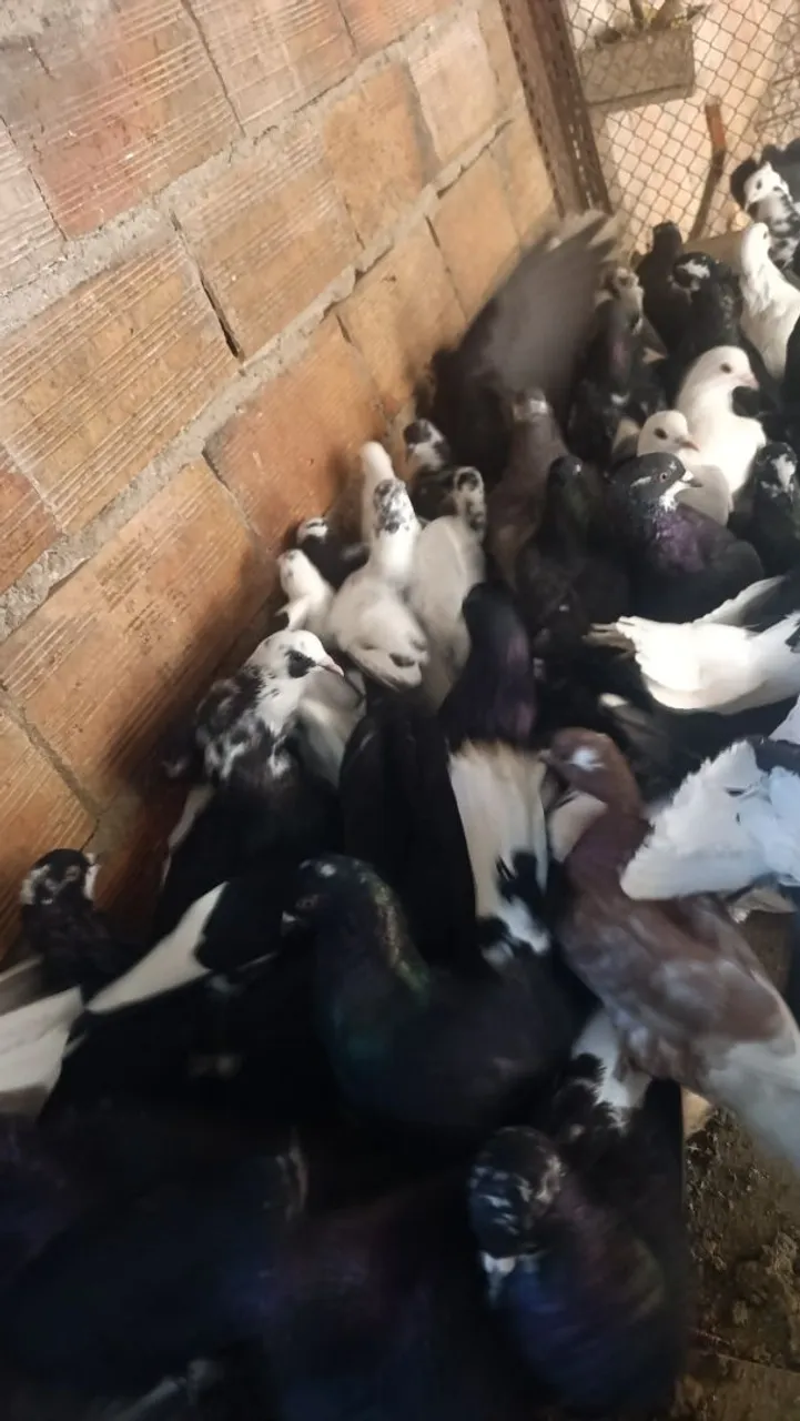 "cabras e cabritos" no Brasil