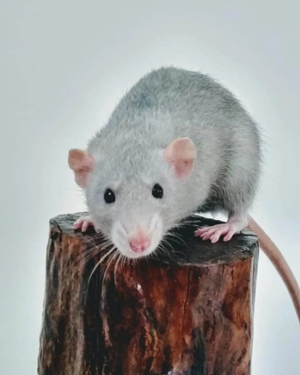 "rato twister venda" - Roedores no Brasil