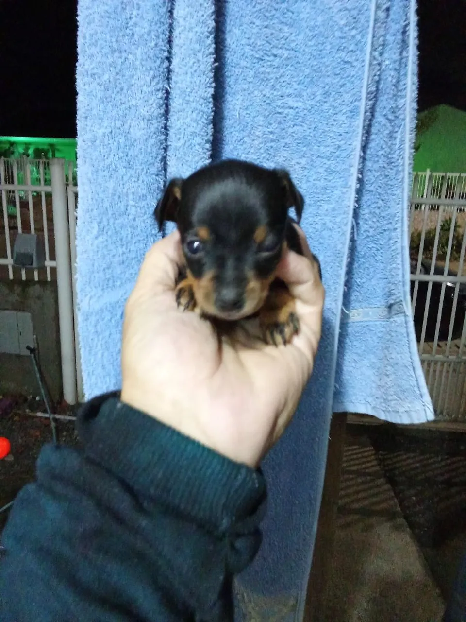 "pinscher 00 miniatura" - Cachorros no Brasil