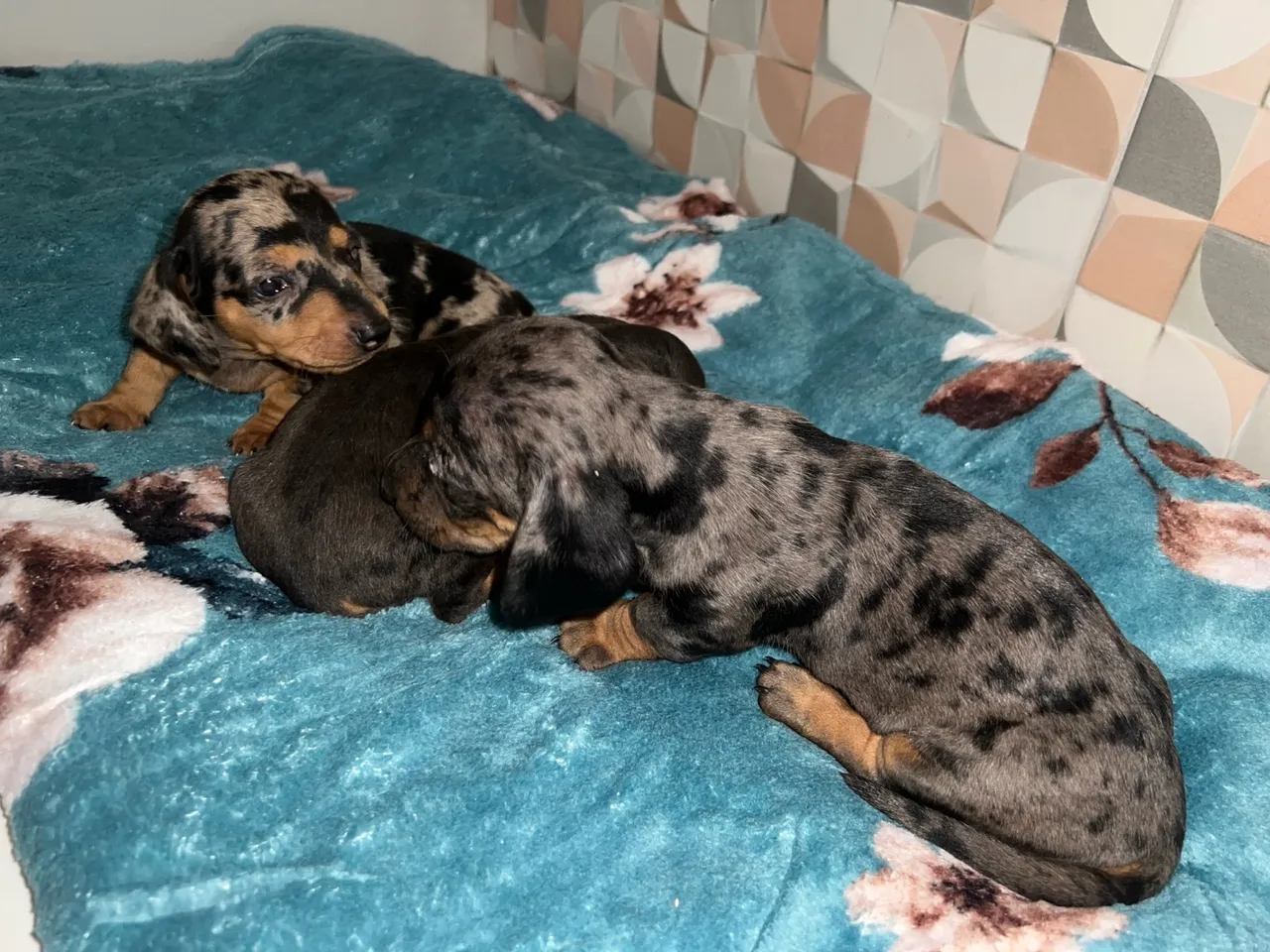"cachorro cofap" - Cachorros no Brasil