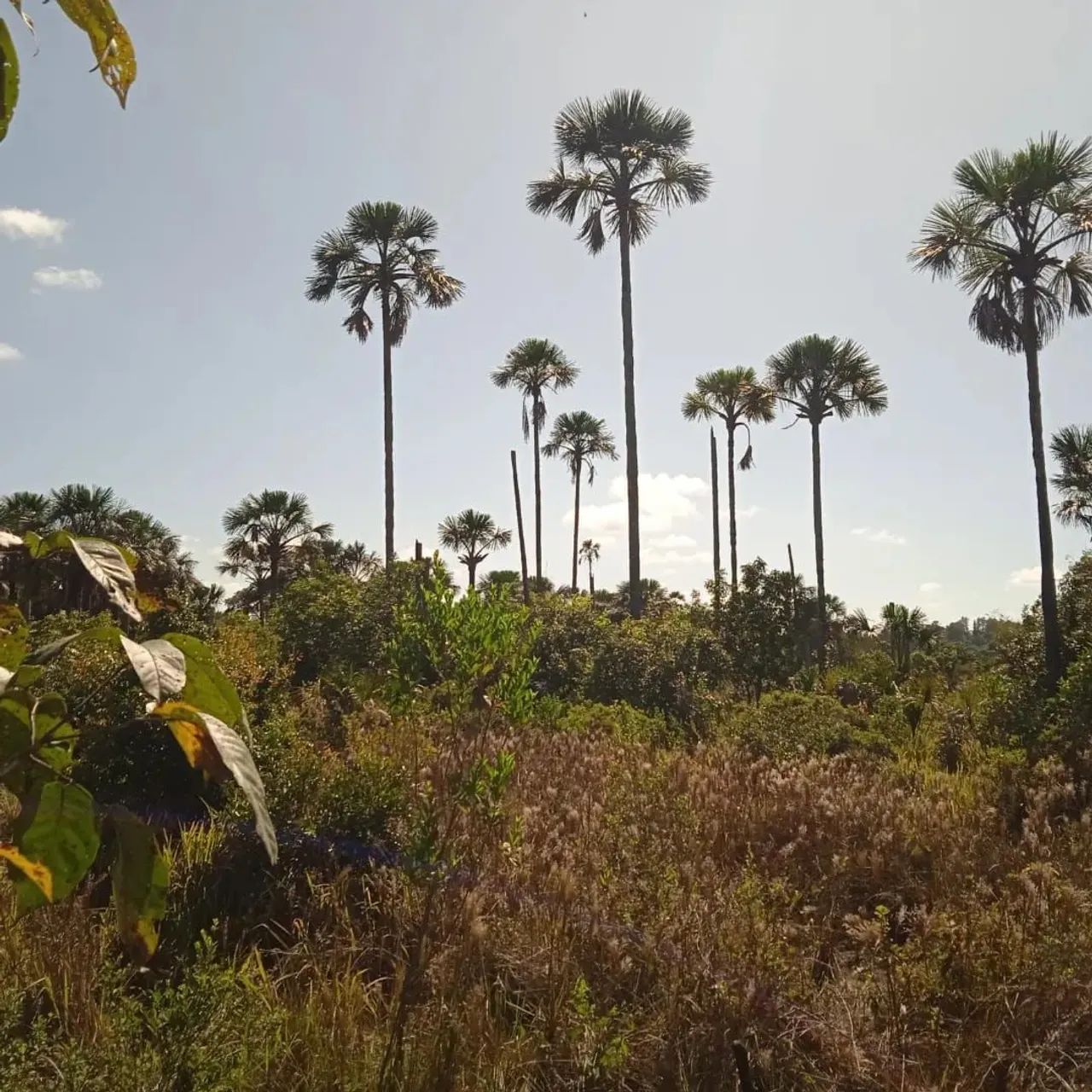 Compramos sua área, fazenda imovel de oportunidade, fazemos parceria ...