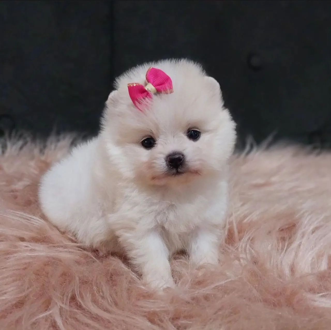 Spitz Alemão Anã- Fêmea Disponível!! Presenteie quem você ama ...