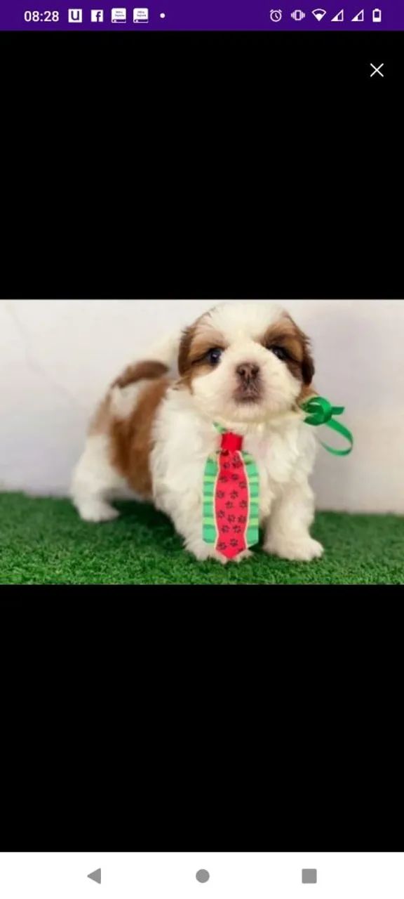 Mini Shitzu machos e fêmeas com kit filhote - Cachorros - Samambaia Sul ...