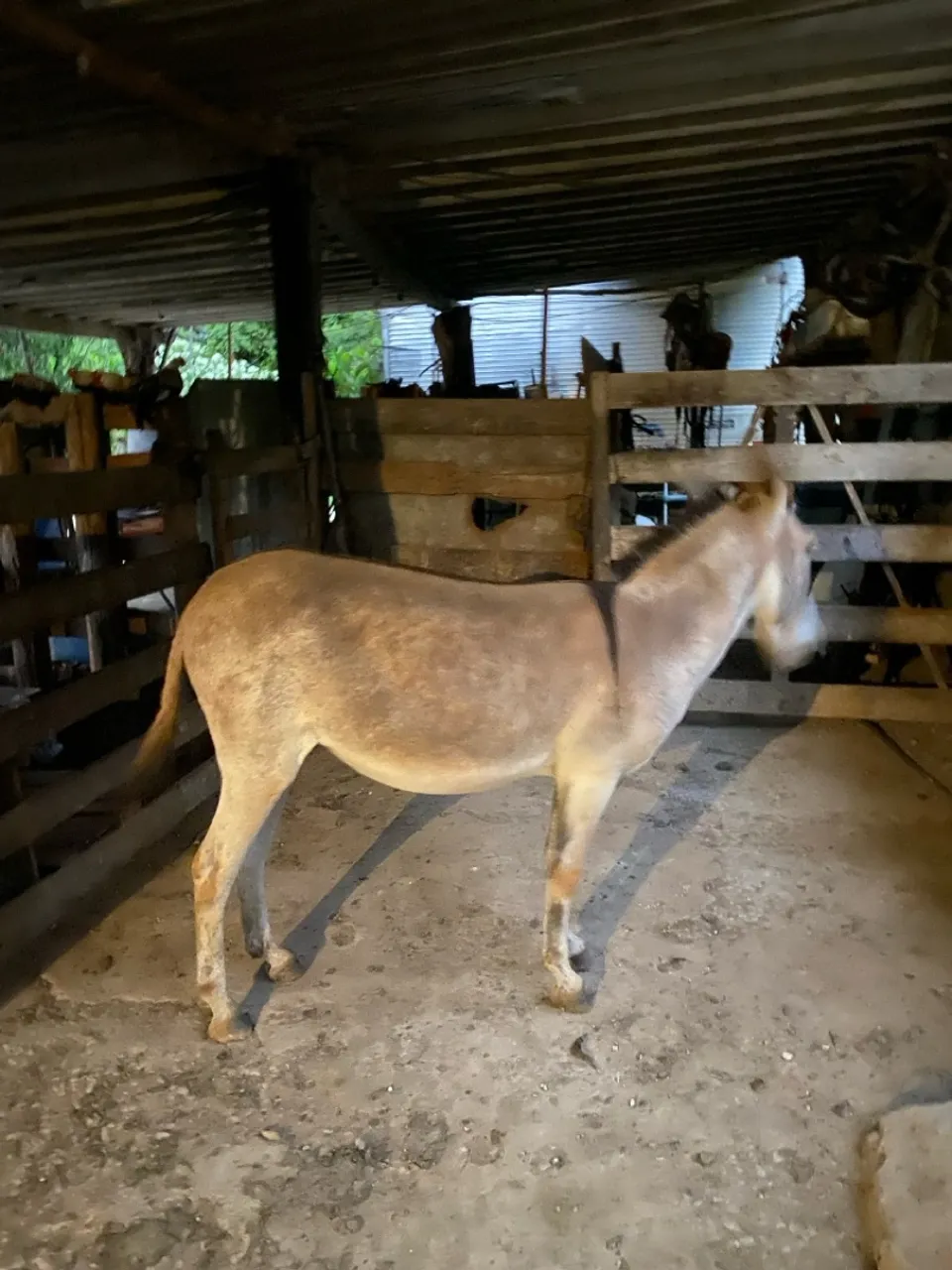 "jumentos" no Brasil