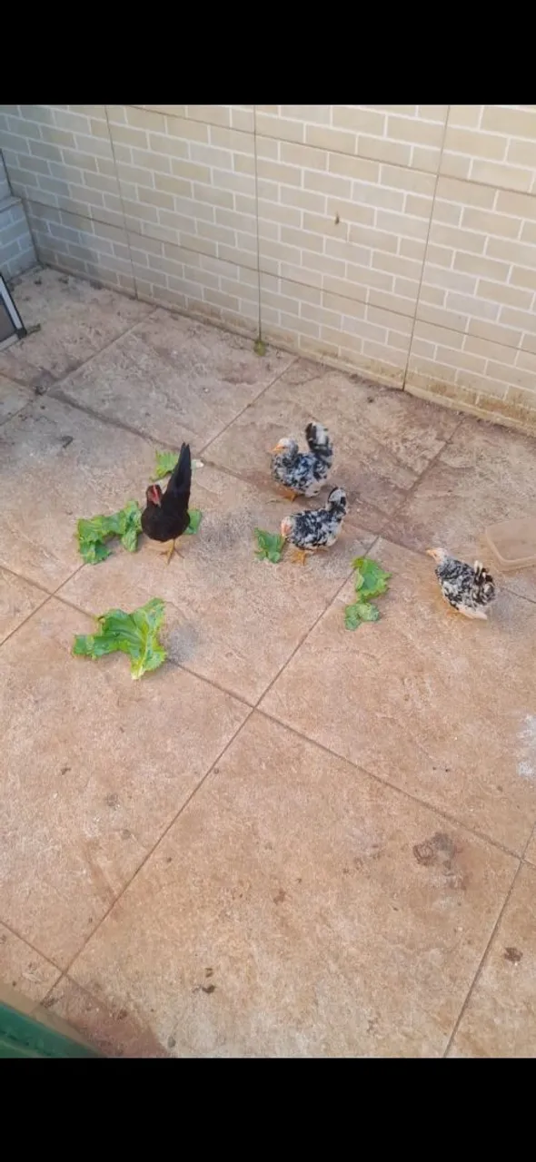 "garnizes nagasaki" no Brasil