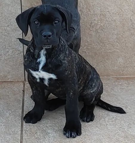 Cane corso com pedigree | +2532 anúncios na OLX Brasil