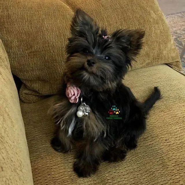 "yorkshire preto" no Brasil