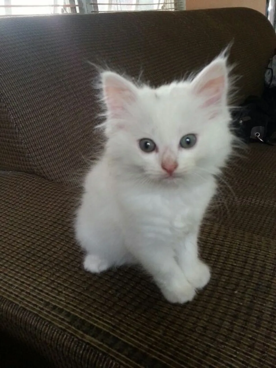 "gato angora" - Gatos no Brasil