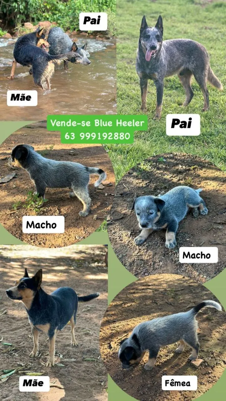 Filhotes De Heeler Azul Branco Blue Heeler: Saiba Tudo Sobre O