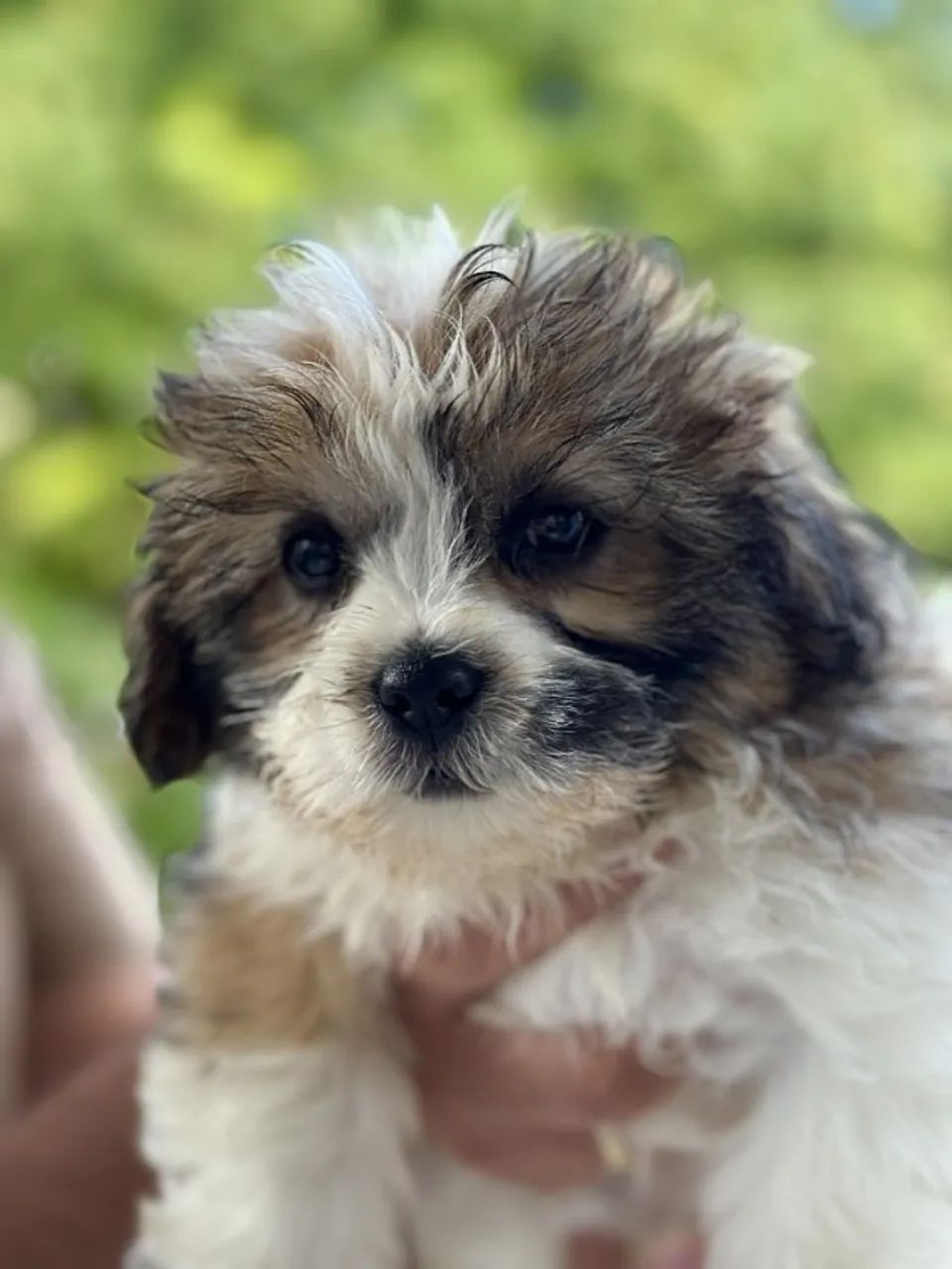 Filhote Lhasa Apso FEMIA - Pronto para ir para o novo lar ...