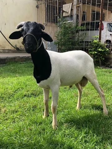 "carneiros dorper" no Brasil